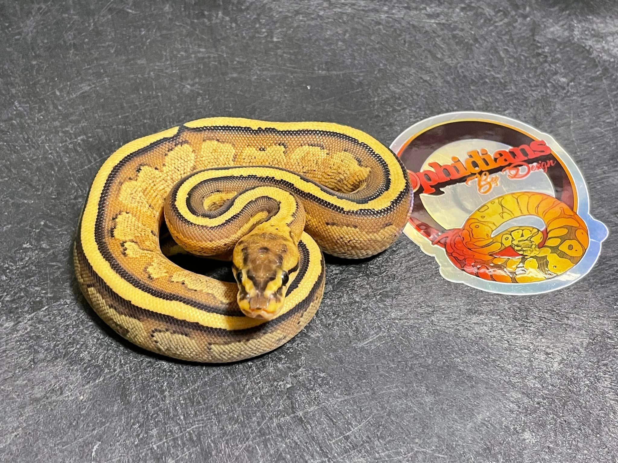 Super Specter het Hypo | Ophidians By Design